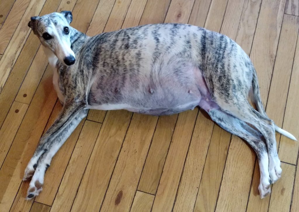 Juno laying down - NorthwindNorthwind