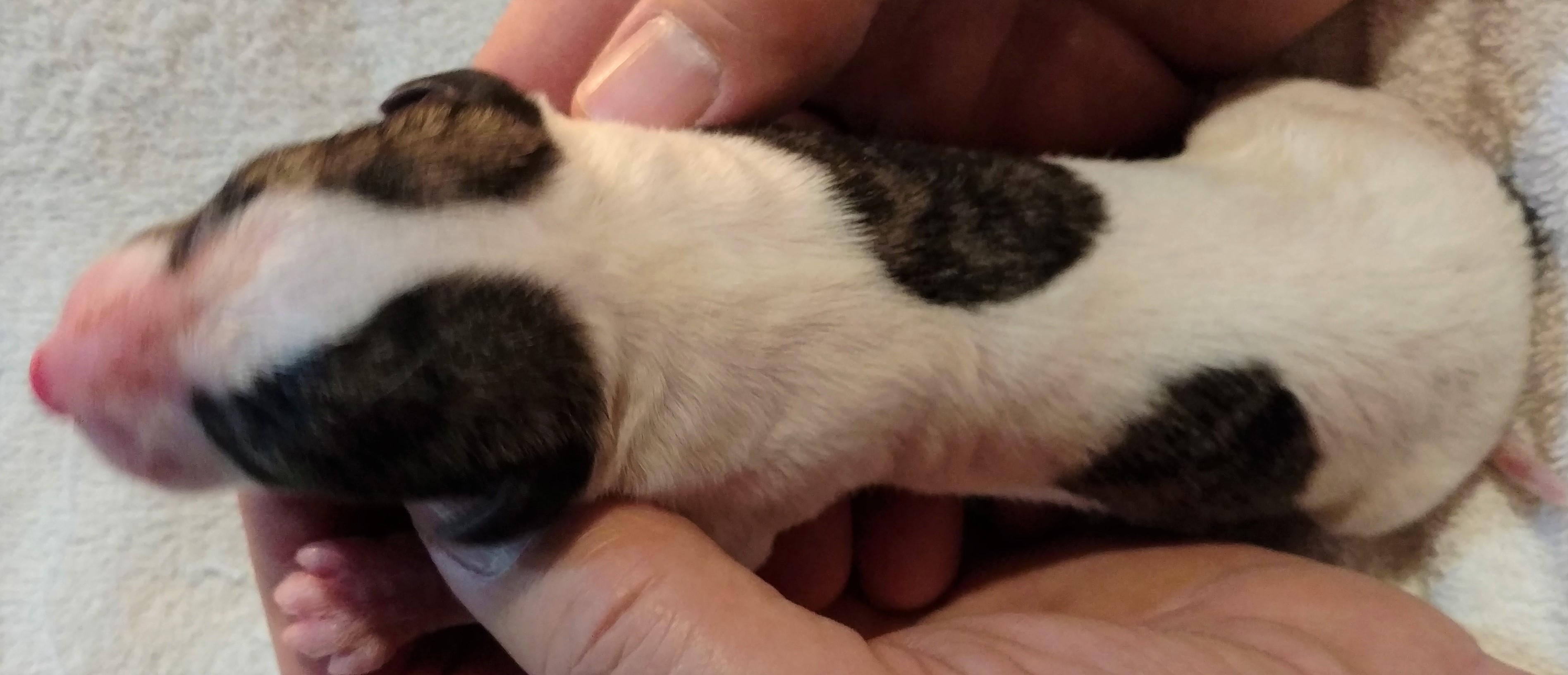 Lego body - NorthwindNorthwind