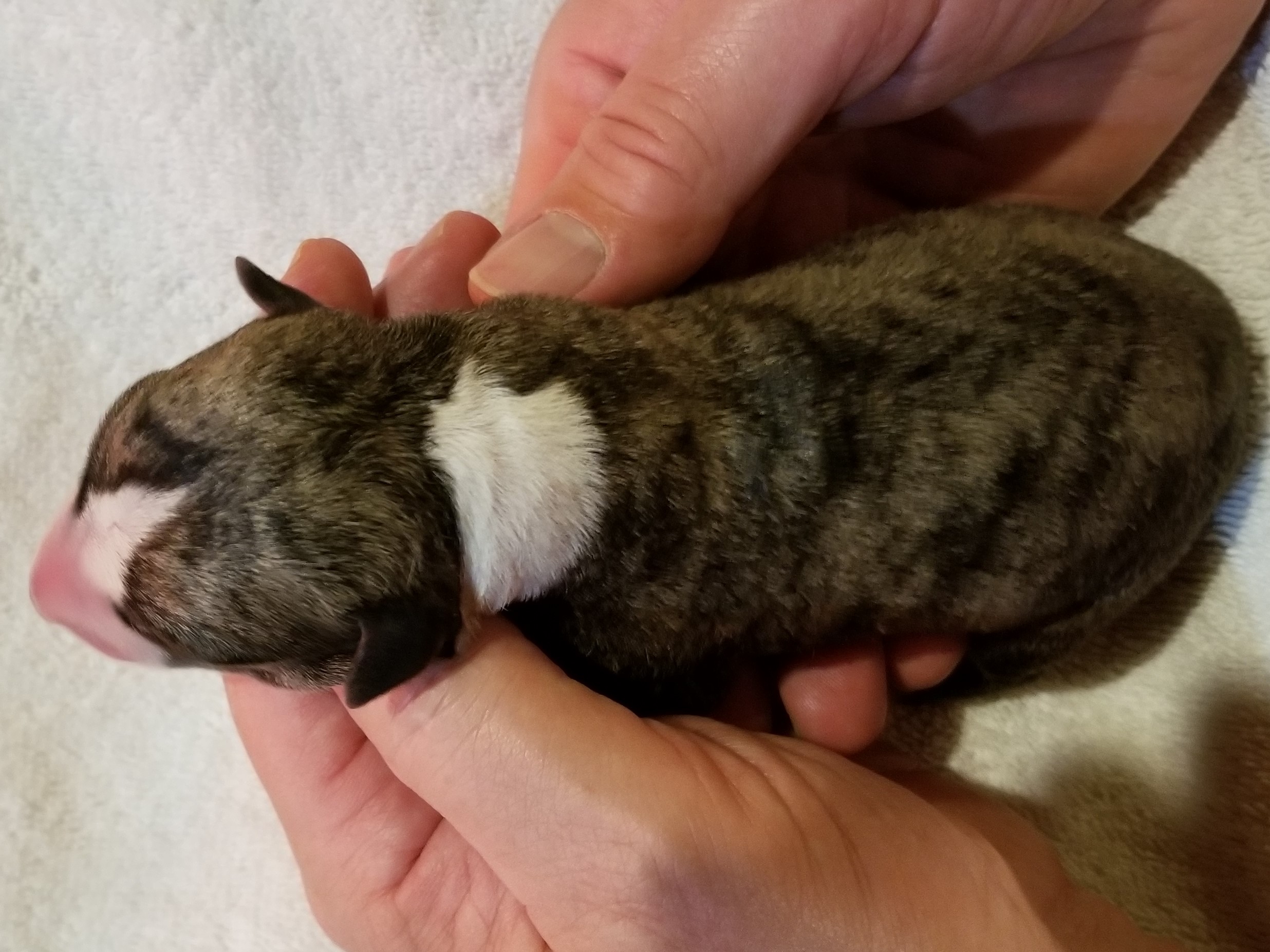 Monkey body - NorthwindNorthwind