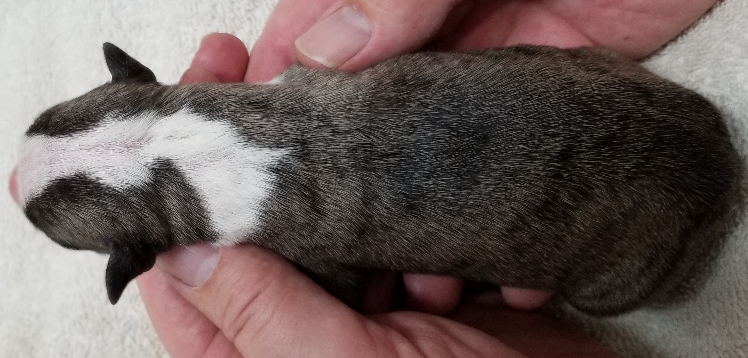 Disco body - NorthwindNorthwind