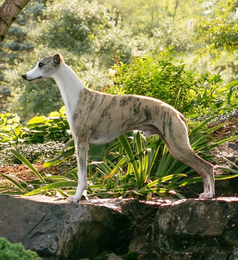 Whippet Puppies and litters from Northwind WhippetsNorthwind