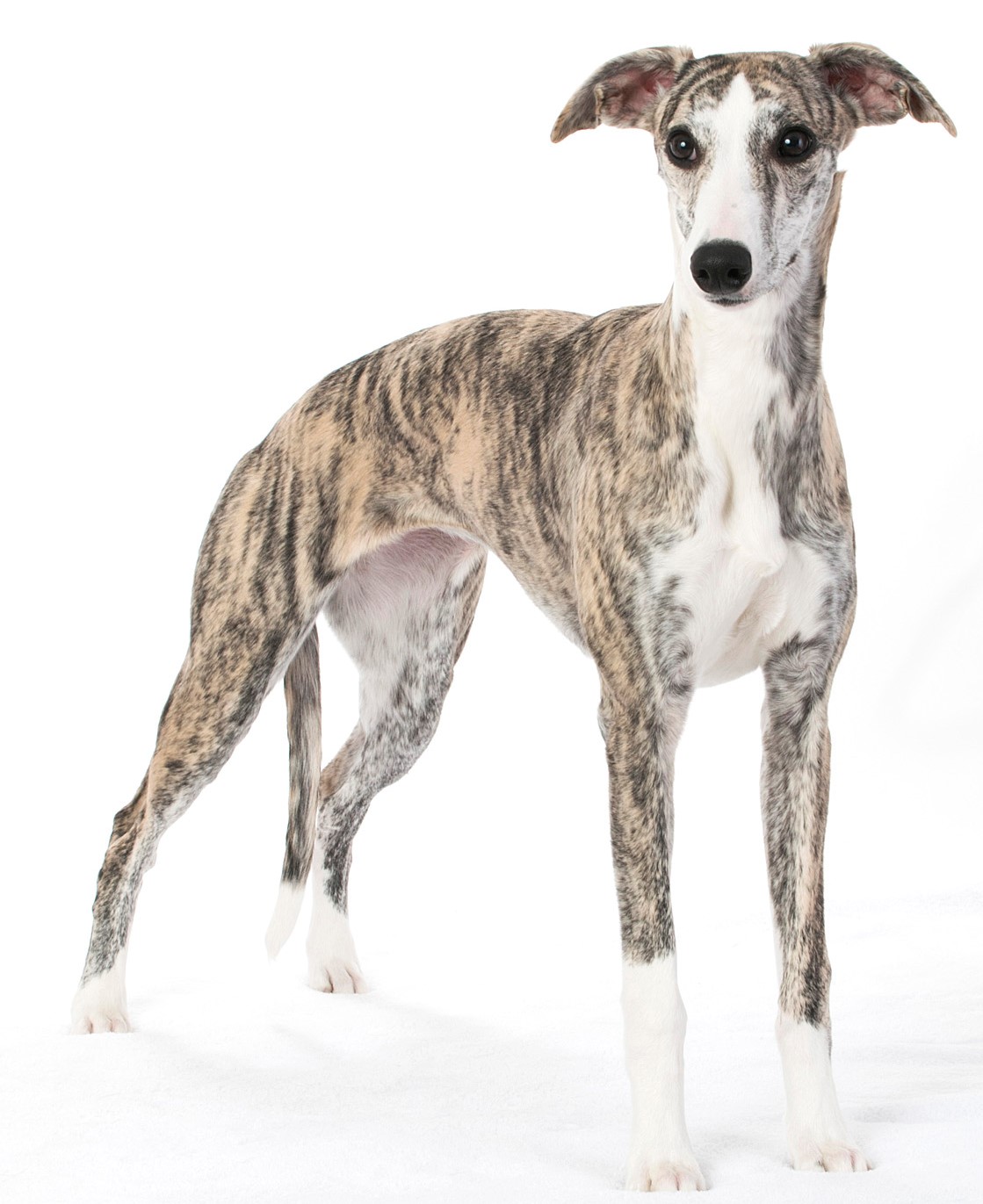 Whippet Puppies and litters from Northwind WhippetsNorthwind