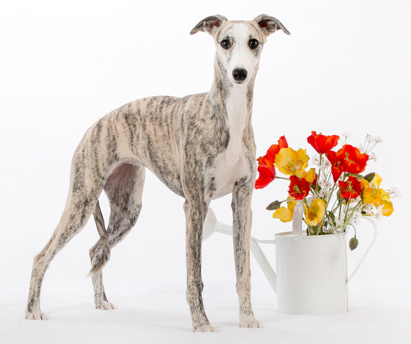 Whippet Puppies and litters from Northwind WhippetsNorthwind
