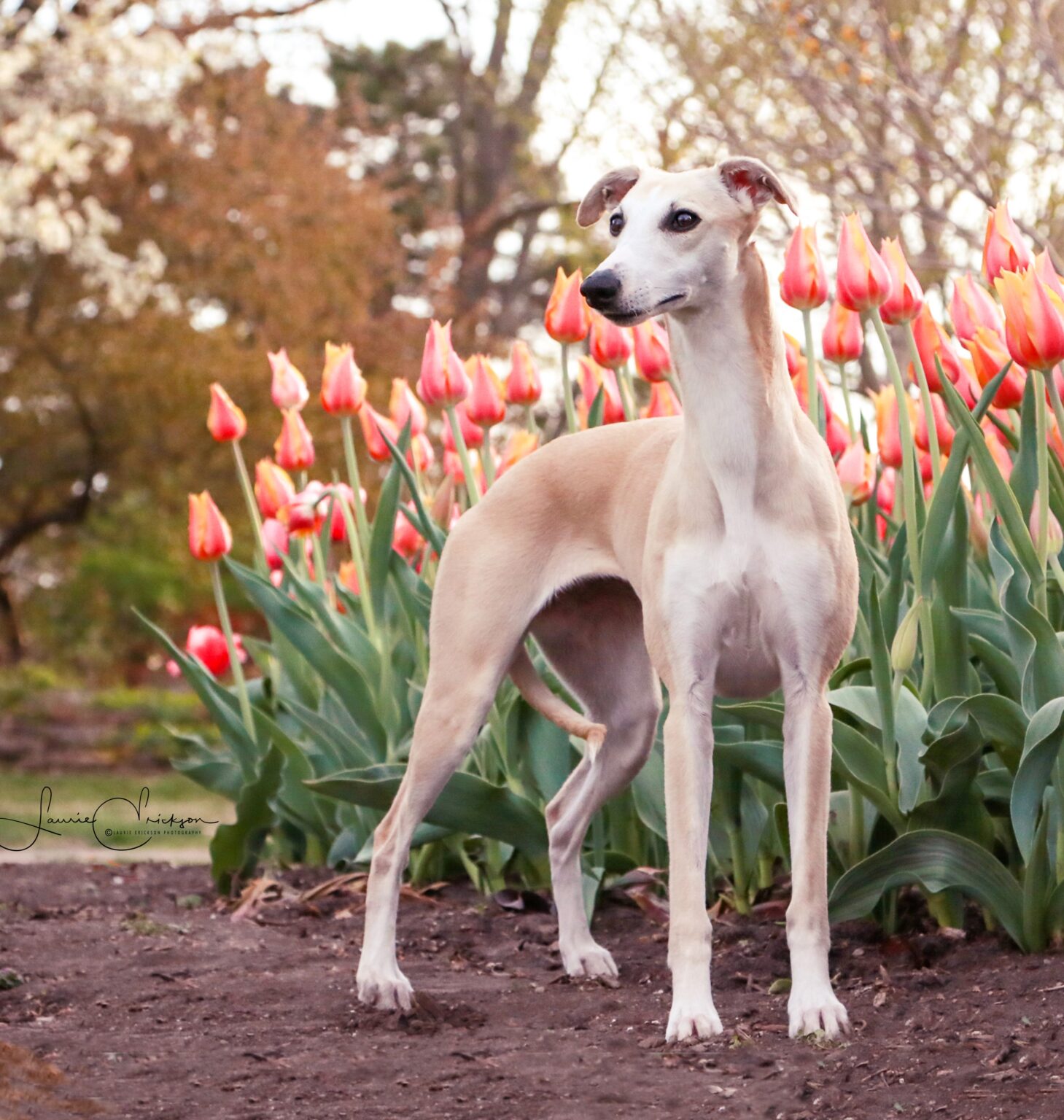 Whippet Puppies and litters from Northwind WhippetsNorthwind
