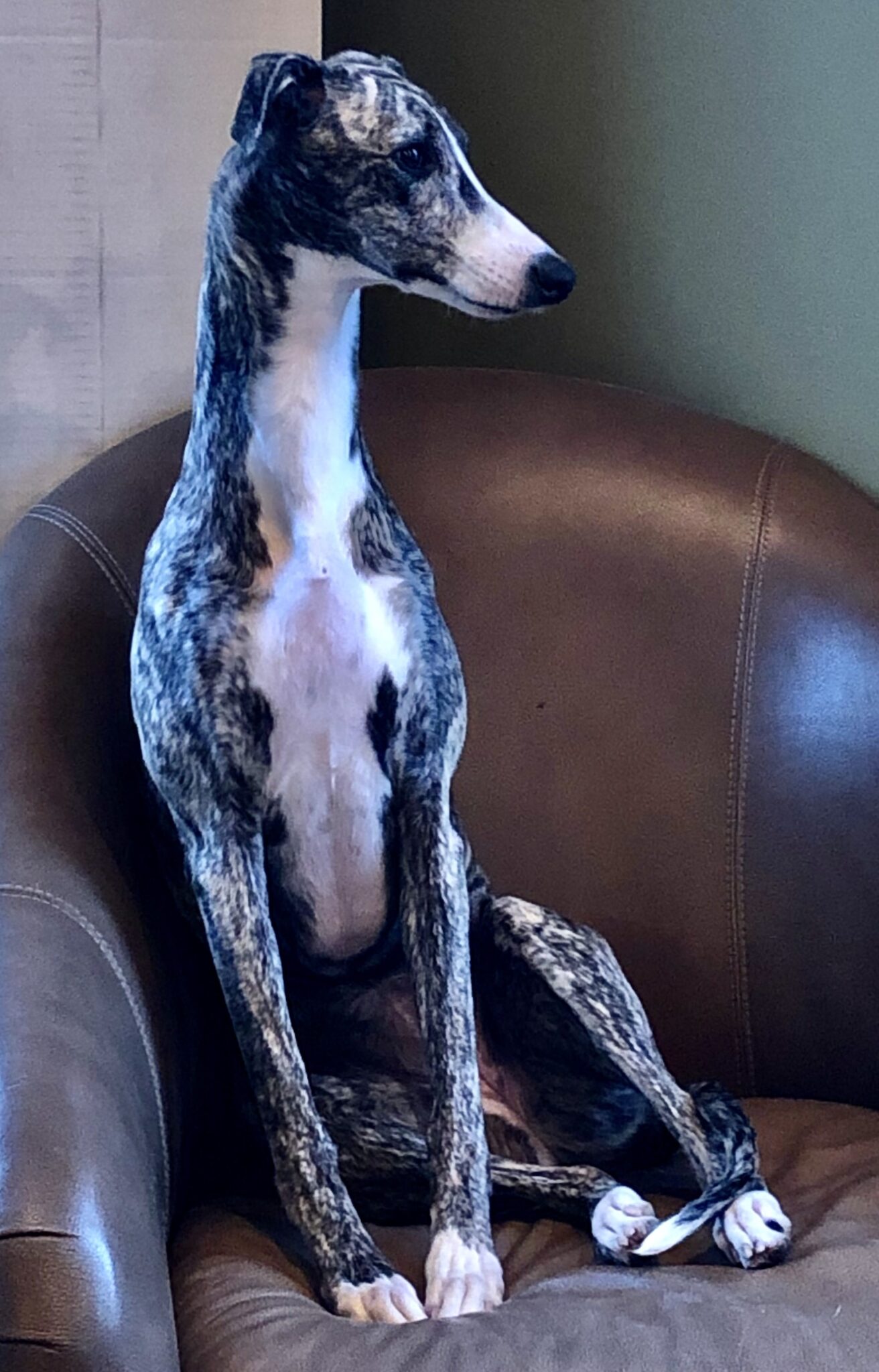 Whippet Puppies and litters from Northwind WhippetsNorthwind