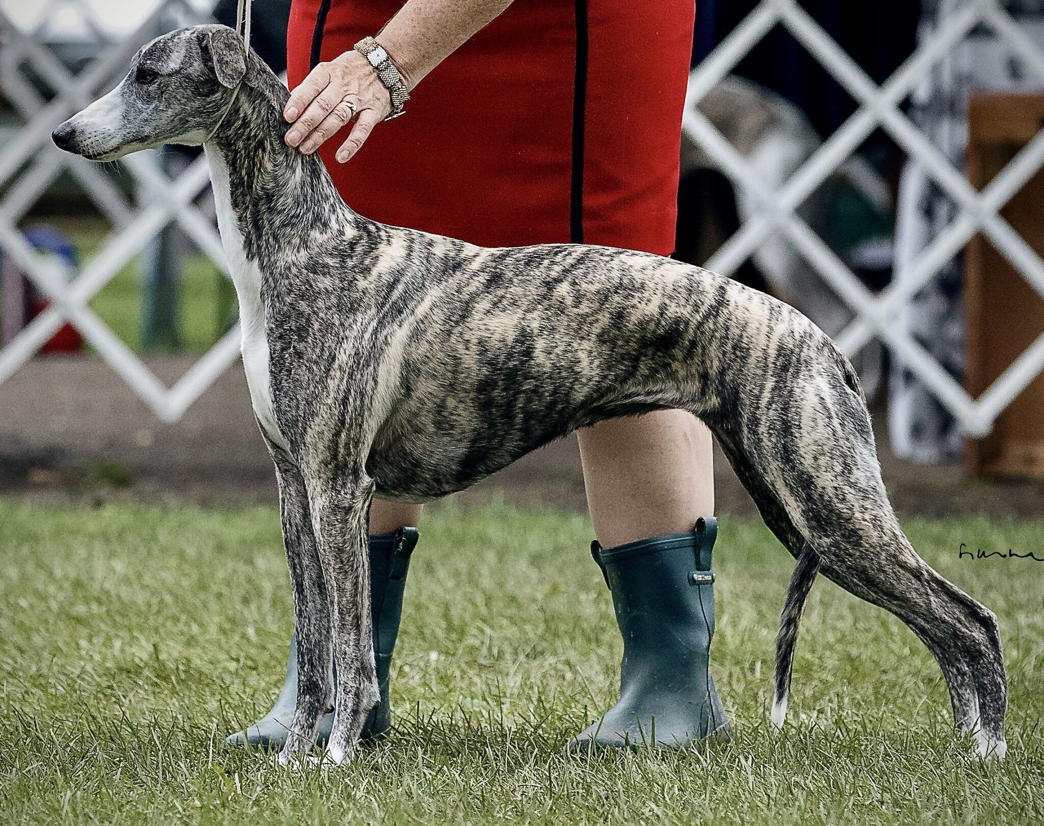 Whippet Puppies and litters from Northwind WhippetsNorthwind