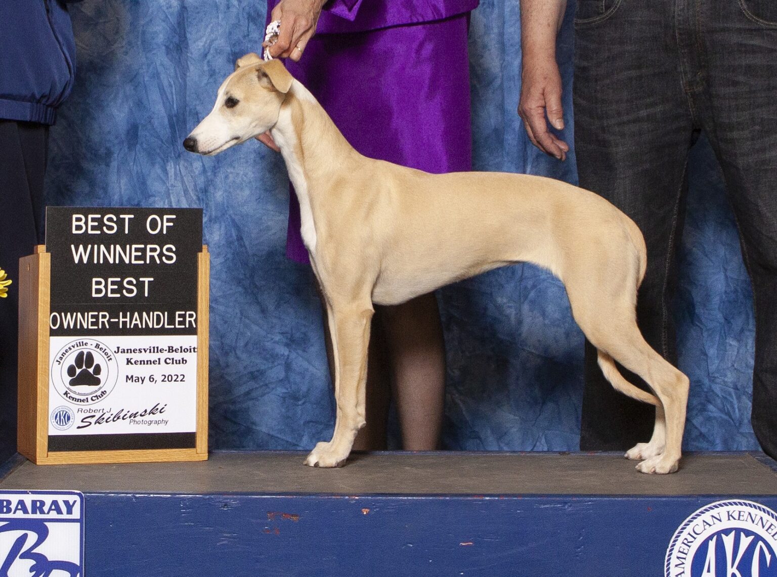 Whippet Puppies and litters from Northwind WhippetsNorthwind