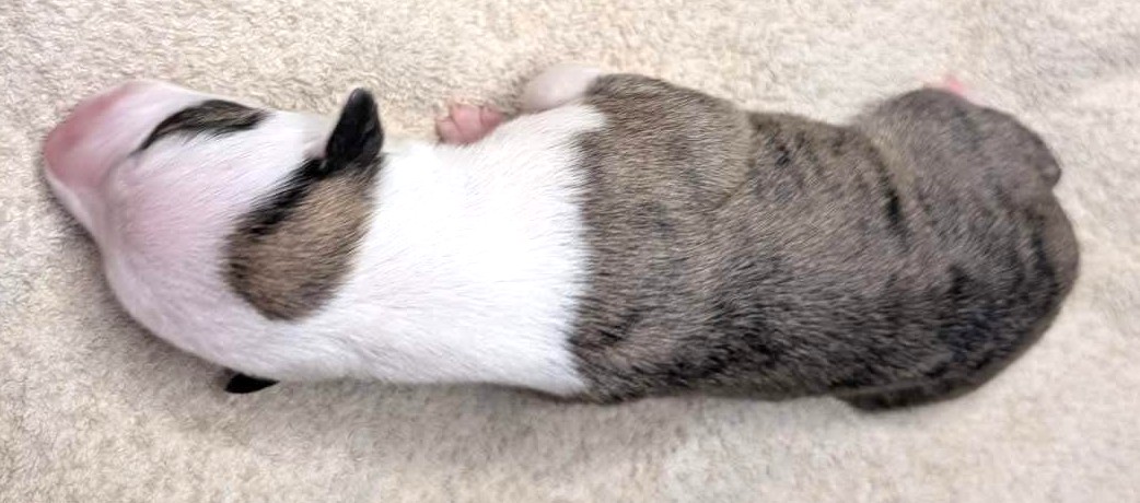 Fiona body - NorthwindNorthwind